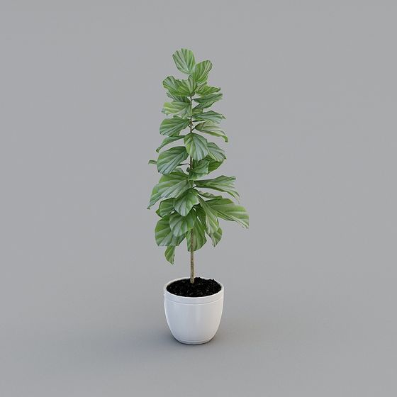 Realistic Indoor Plant 3D Model for Designers