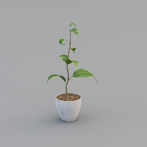 Realistic Indoor Plant 3D Model for Designers