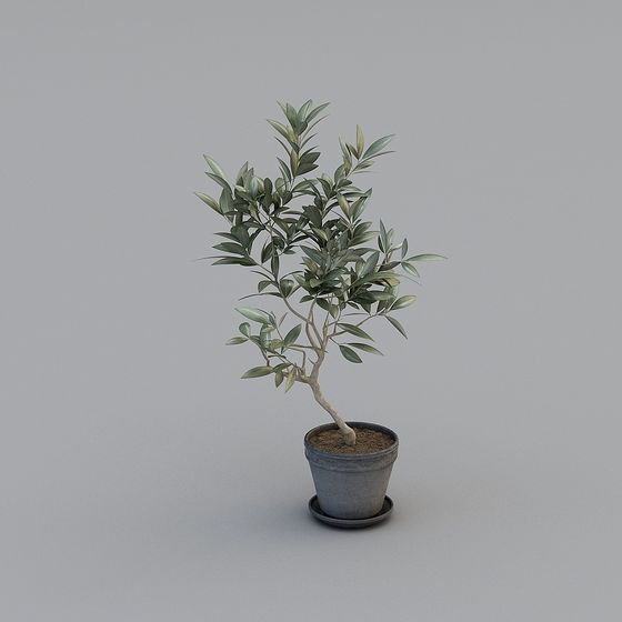 Charming Potted Olive Tree 3D Model