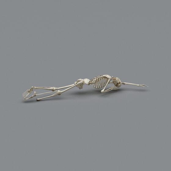 Low-poly High-detail Human Skeleton 3D model