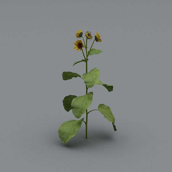 Vibrant Sunflower 3D Model